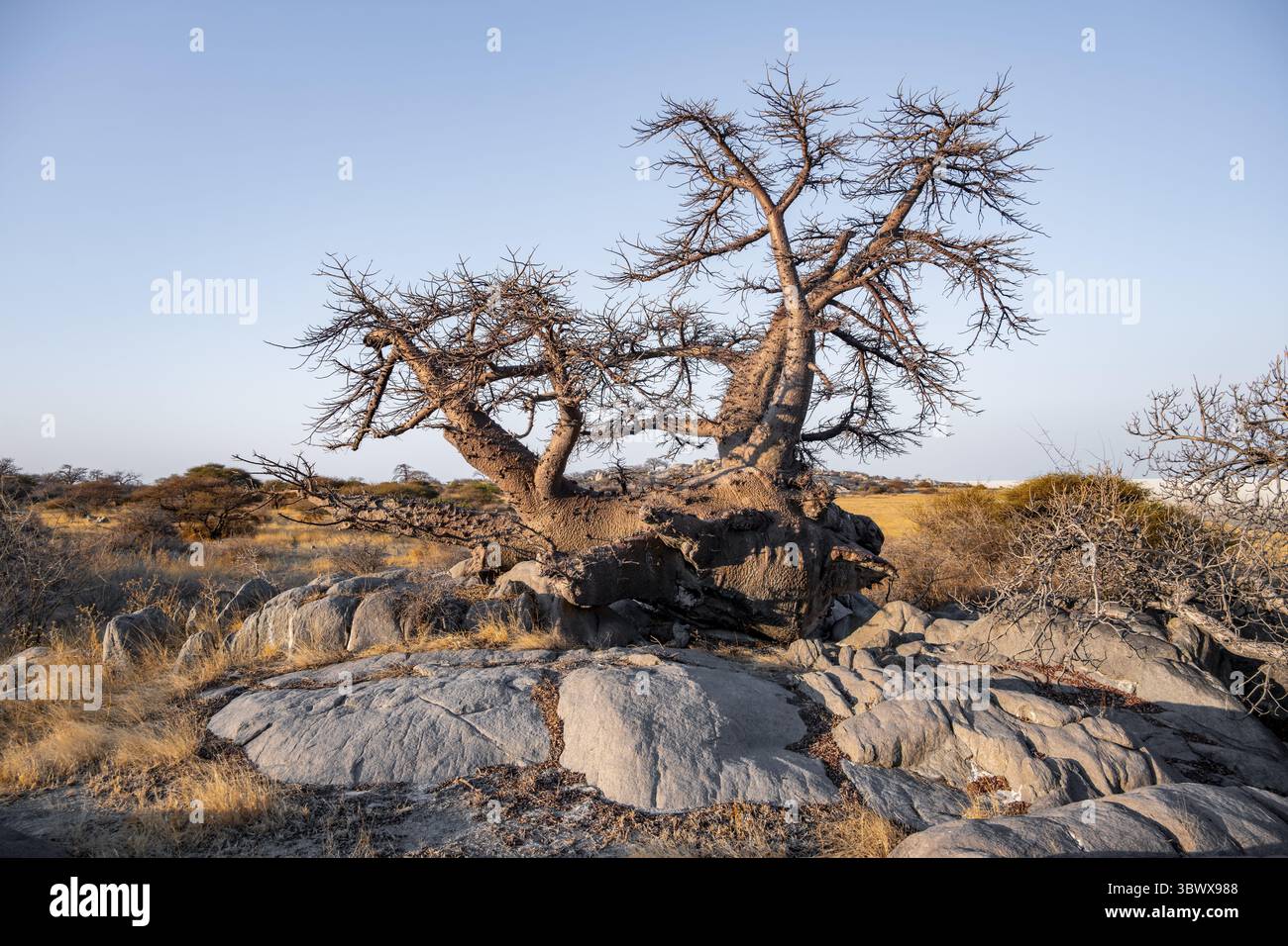 African baobab or baobab tree (Adansonia digitata), arid landscape ...