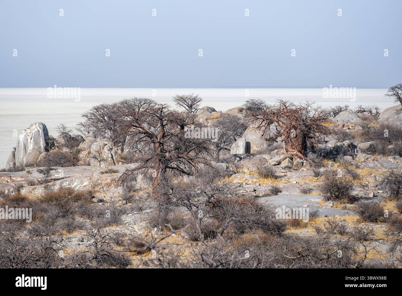 African baobab or baobab tree (Adansonia digitata), arid landscape ...