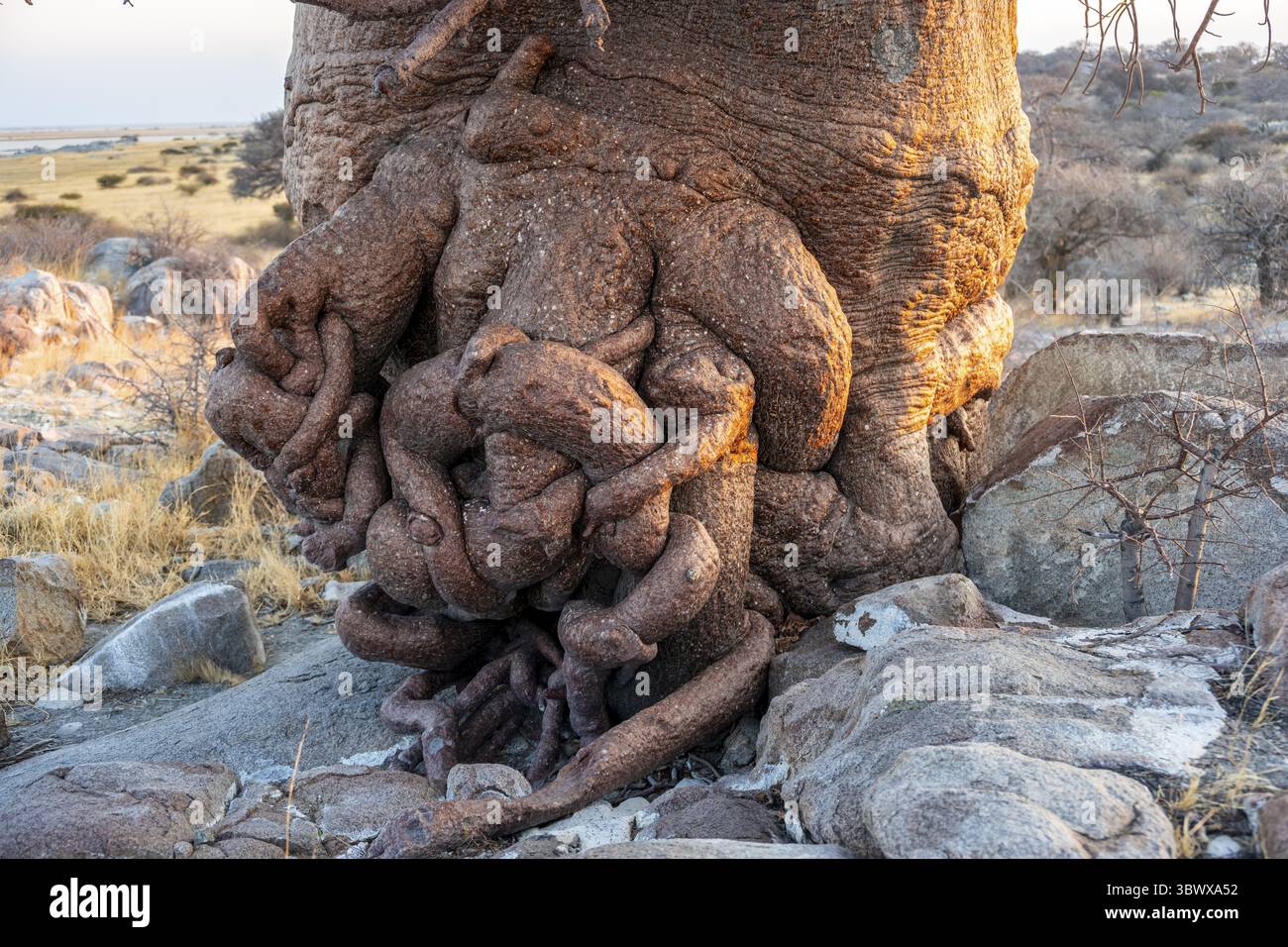 Detail, Roots of an African baobab or baobab tree (Adansonia digitata ...