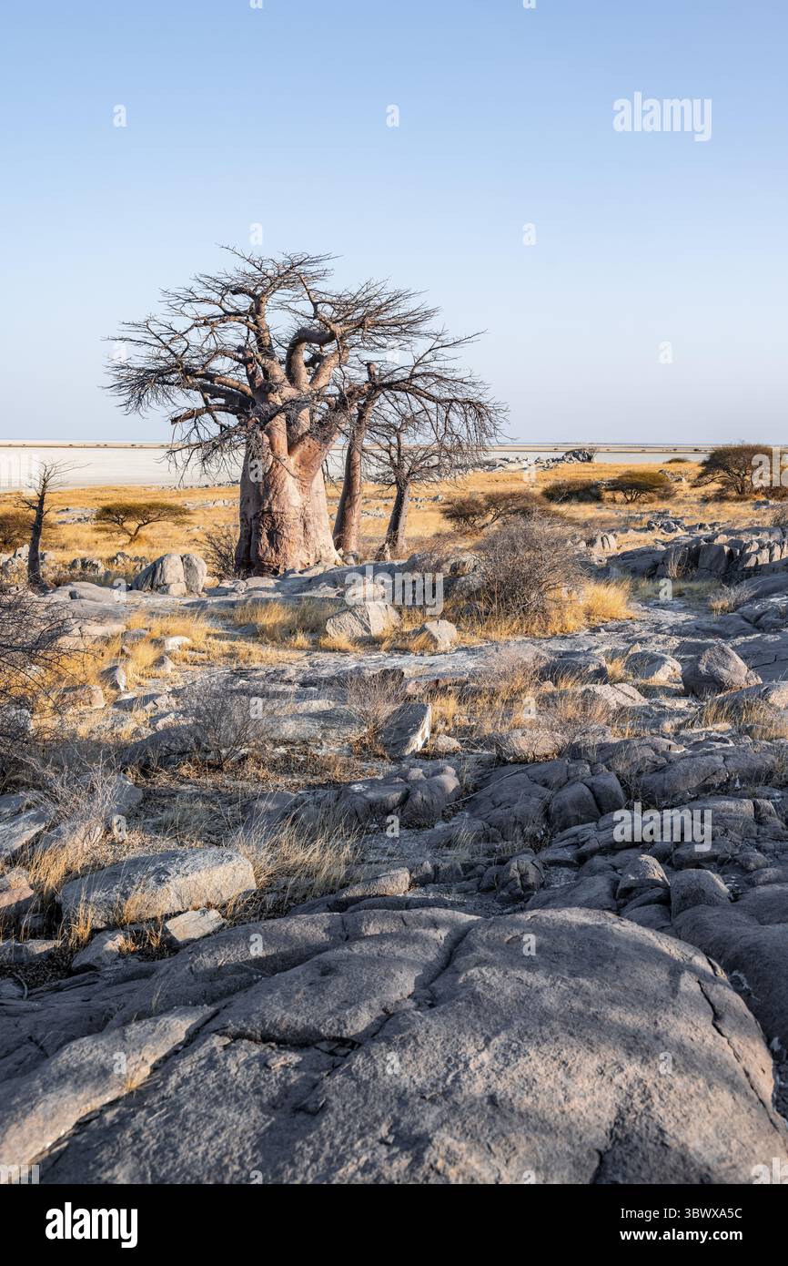 African baobab or baobab tree (Adansonia digitata), arid landscape ...