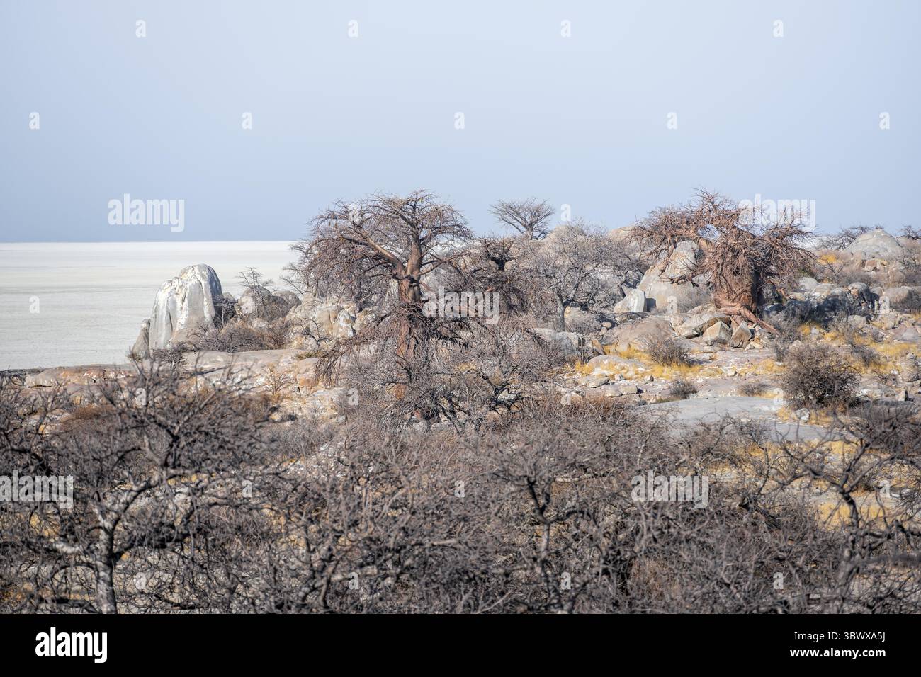 African baobab or baobab tree (Adansonia digitata), arid landscape ...