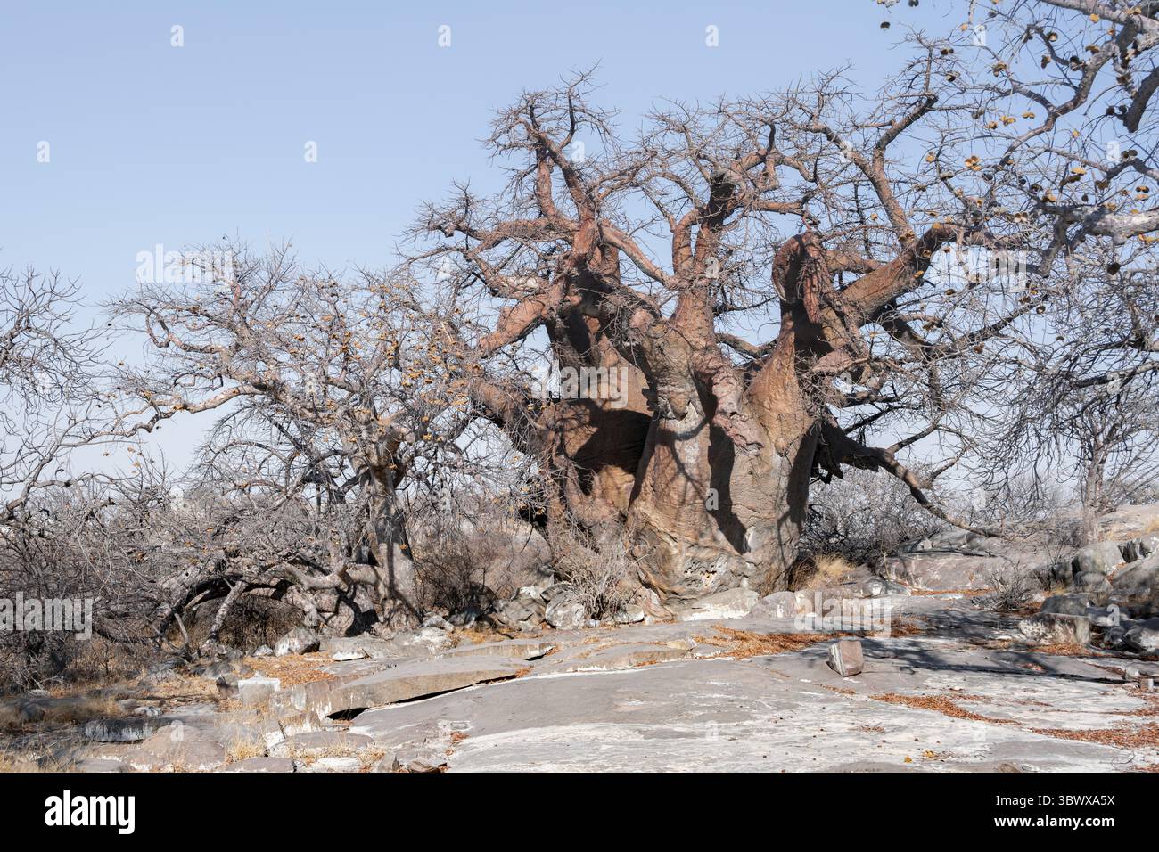 African baobab or baobab tree (Adansonia digitata), arid landscape ...