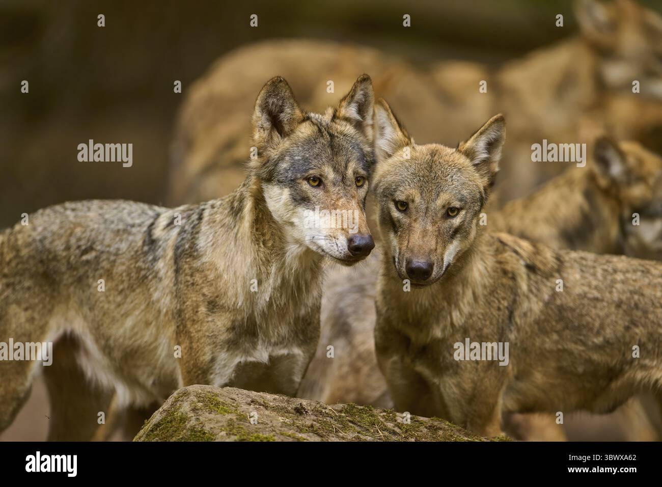 Wolf (Canis lupus), two wolves standing close to each other behind a ...