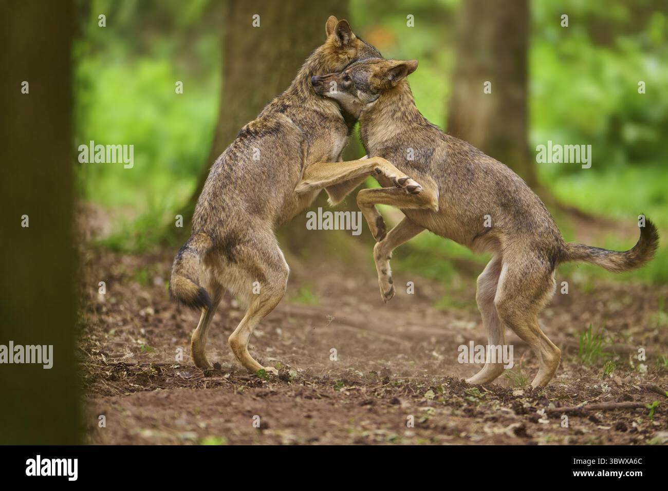 Two wolves interacting playfully with each other in the forest, Wolf ...