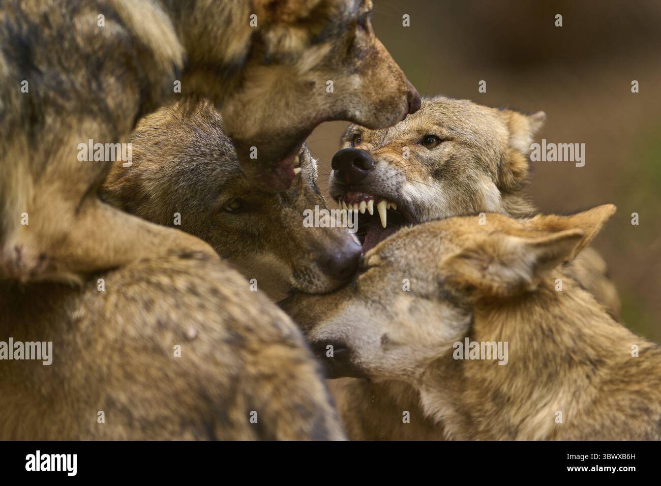 Wolf (Canis lupus), several wolves in aggressive interaction, teeth ...