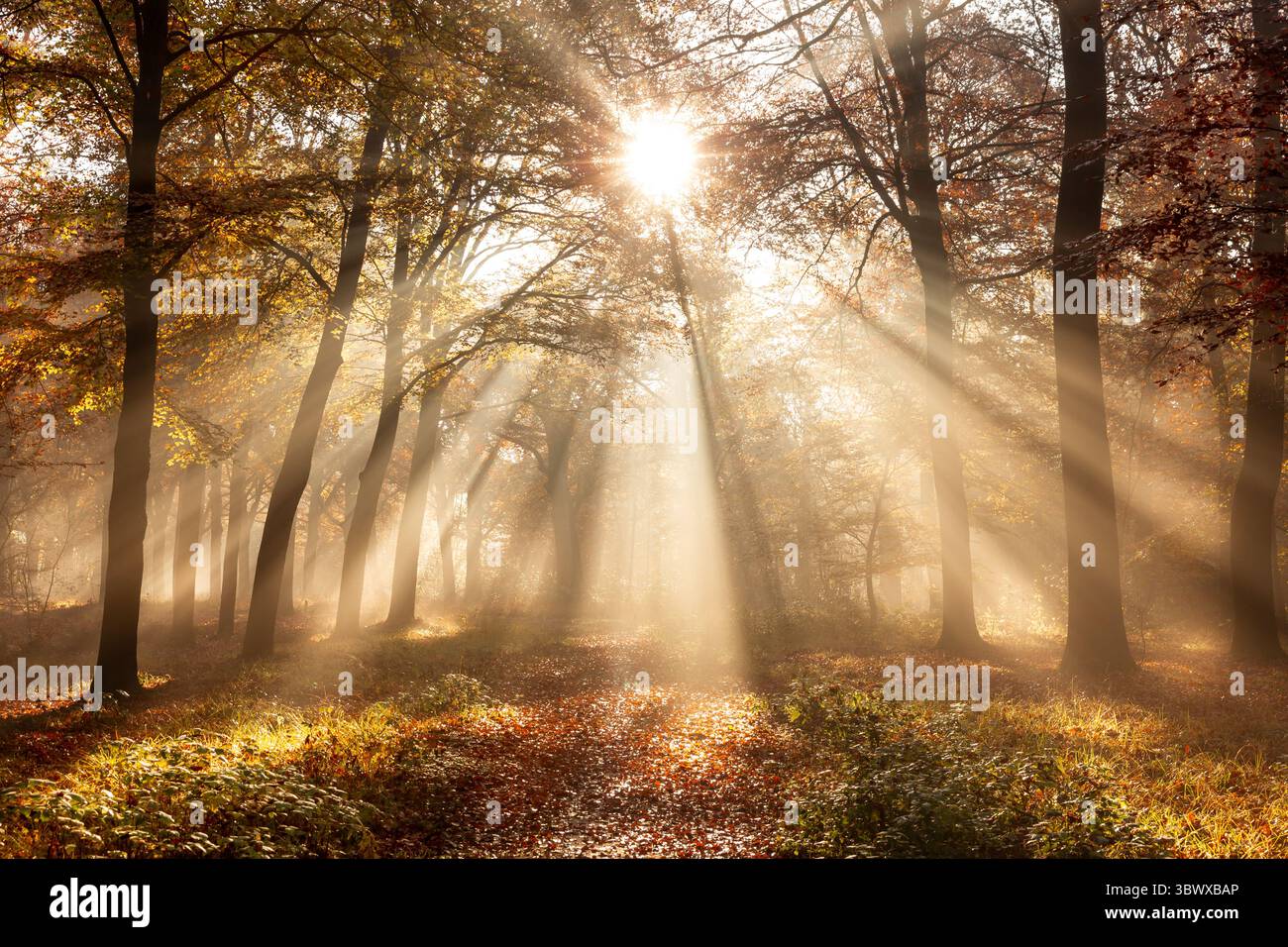 Golden sunlight filtering through tall trees in an autumn forest, casting warm rays over a leaf ...