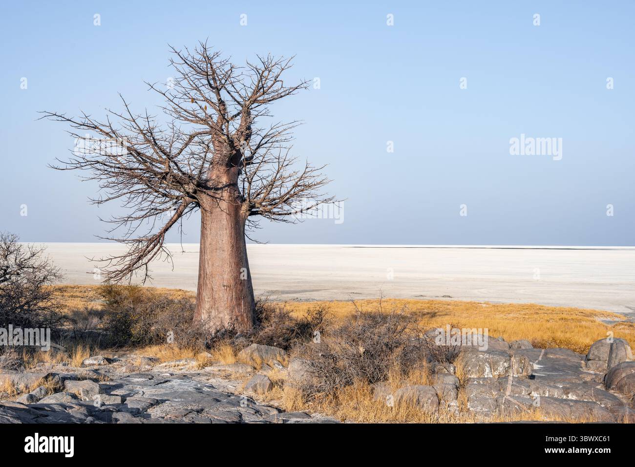 African baobab or baobab tree (Adansonia digitata), arid landscape ...