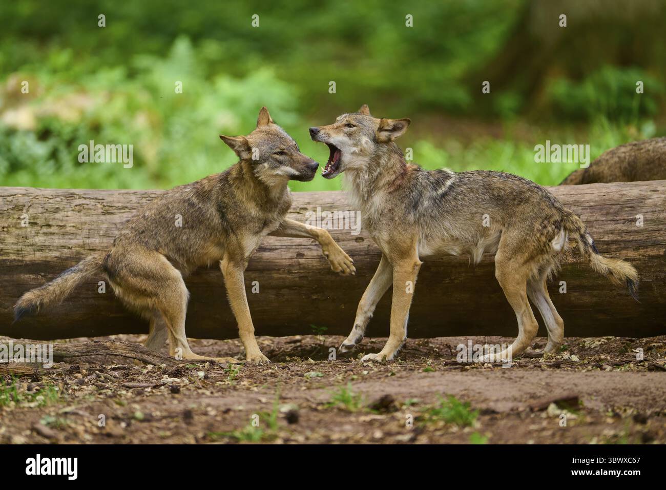 Wolf (Canis lupus), a tense moment between two wolves in front of a ...