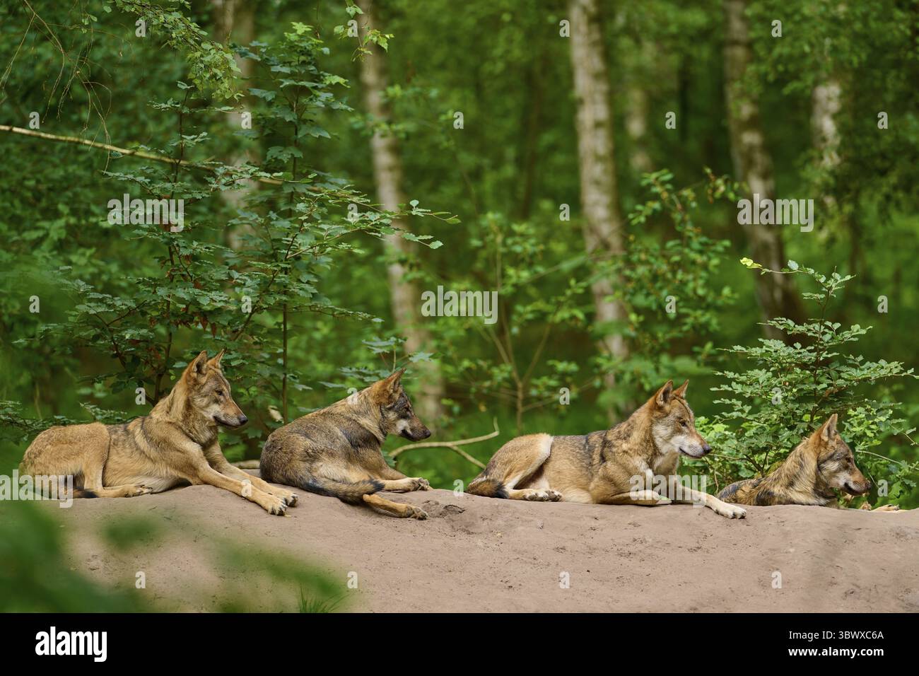 Wolf (Canis lupus), group of wolves resting on a hill in the forest ...