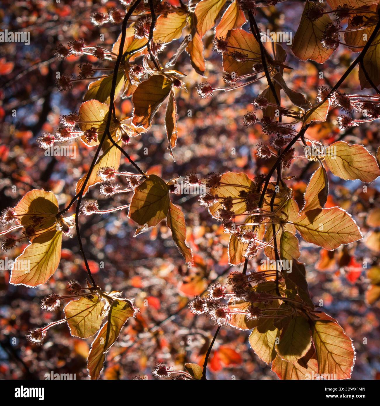 Layered in rich earthy tones of orange hi-res stock photography and ...