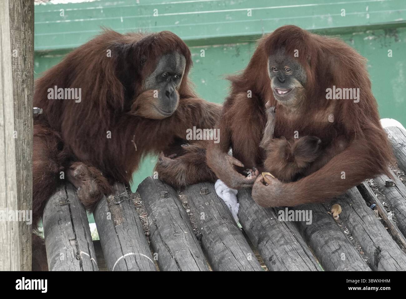July 26, 2021, Ramat Gan, Israel: Tana (R) allows Mercy (L), a short ...