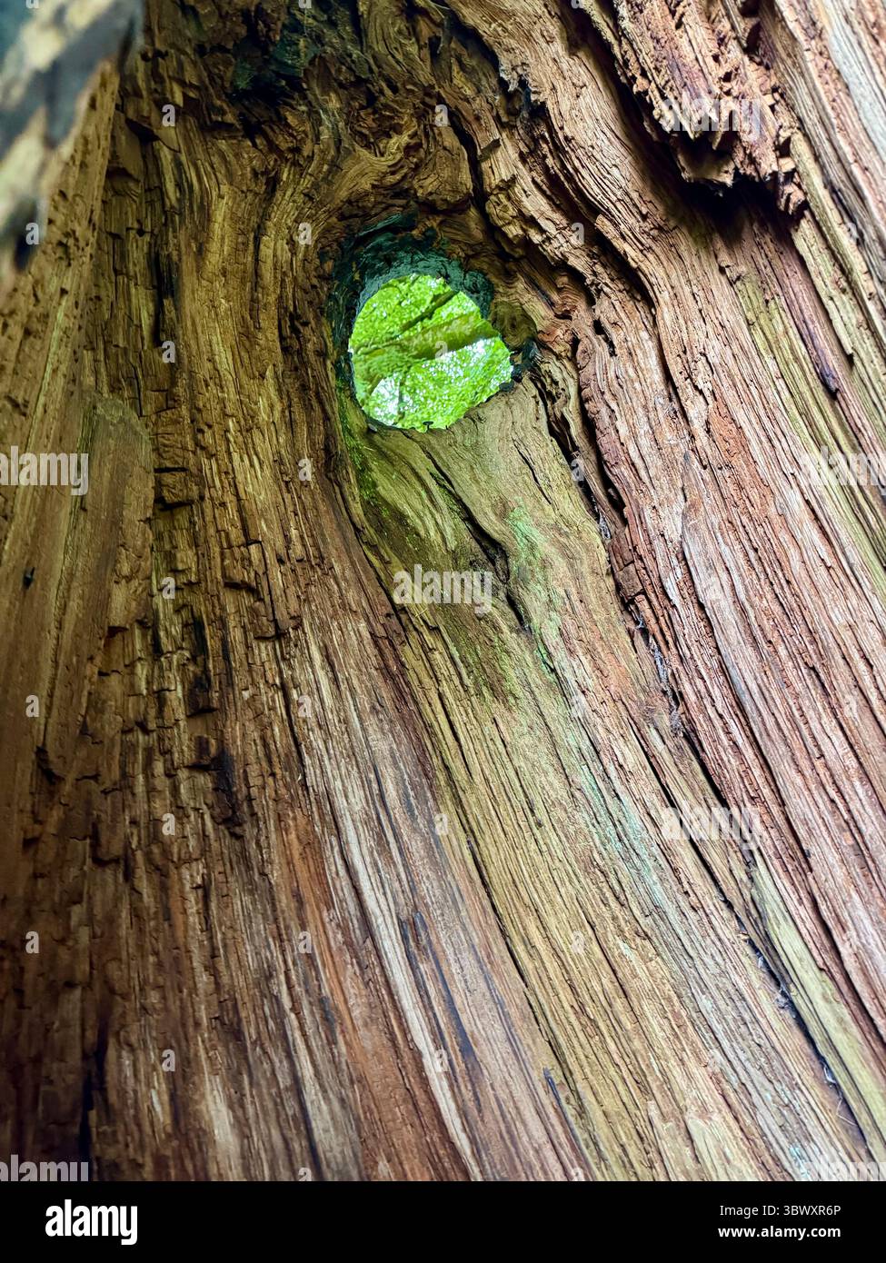 Inside a hollow tree Stock Photo - Alamy