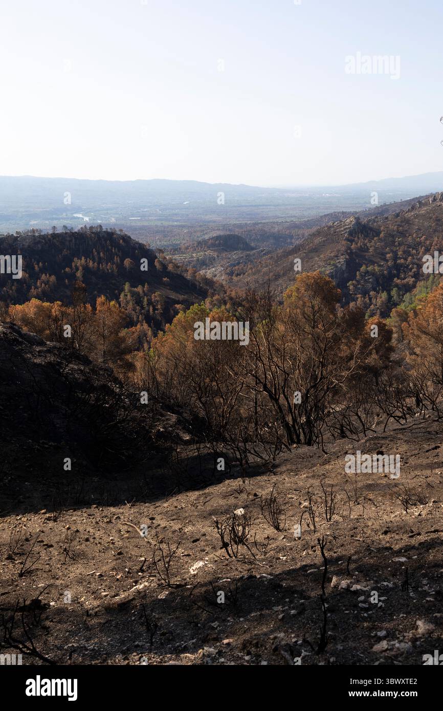 Aftermath of devastating wildfire shows burnt trees and charred ground ...