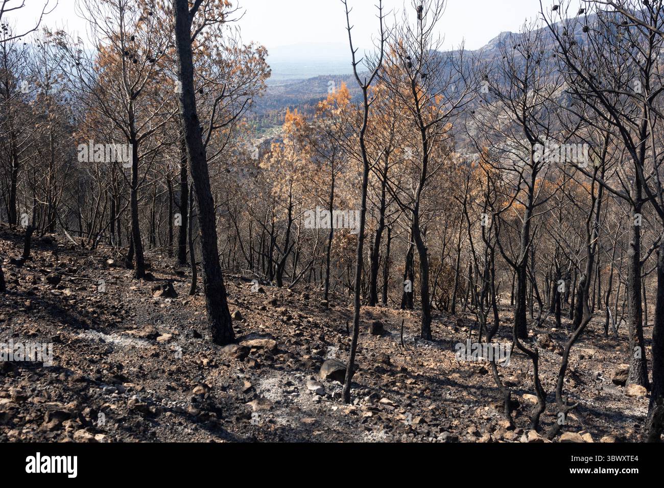 Aftermath of a devastating wildfire, showing burnt trees and ground on ...