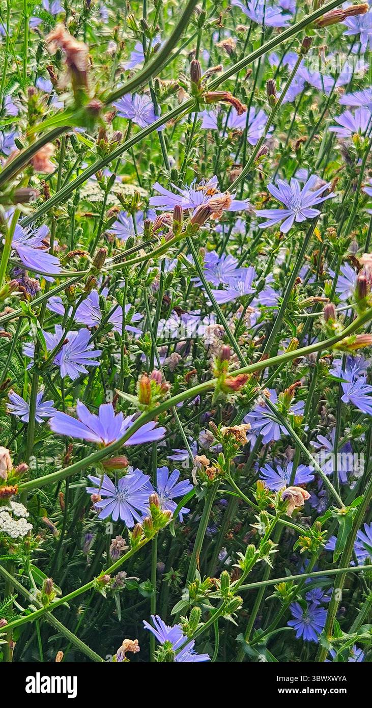 Meadow in countryside bloom smartphone stock photos and images - Alamy
