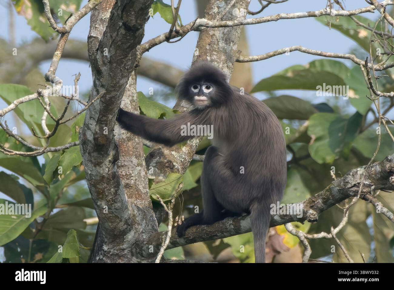 Phayre's leaf monkey (Trachypithecus phayrei), also known as Phayre's ...