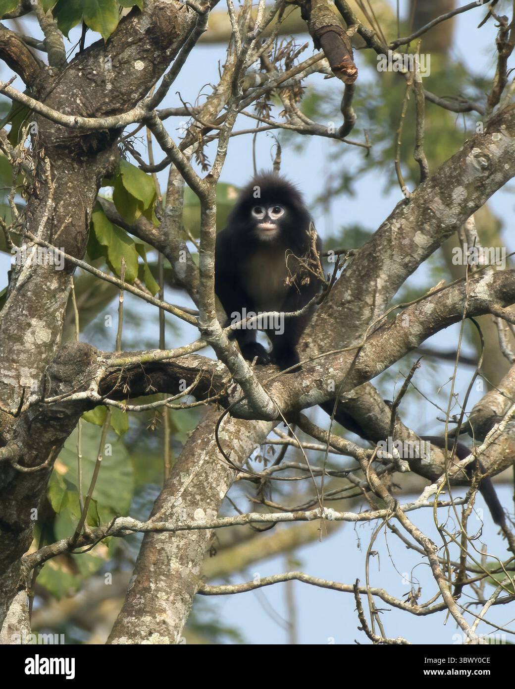 Phayre's leaf monkey (Trachypithecus phayrei), also known as Phayre's ...