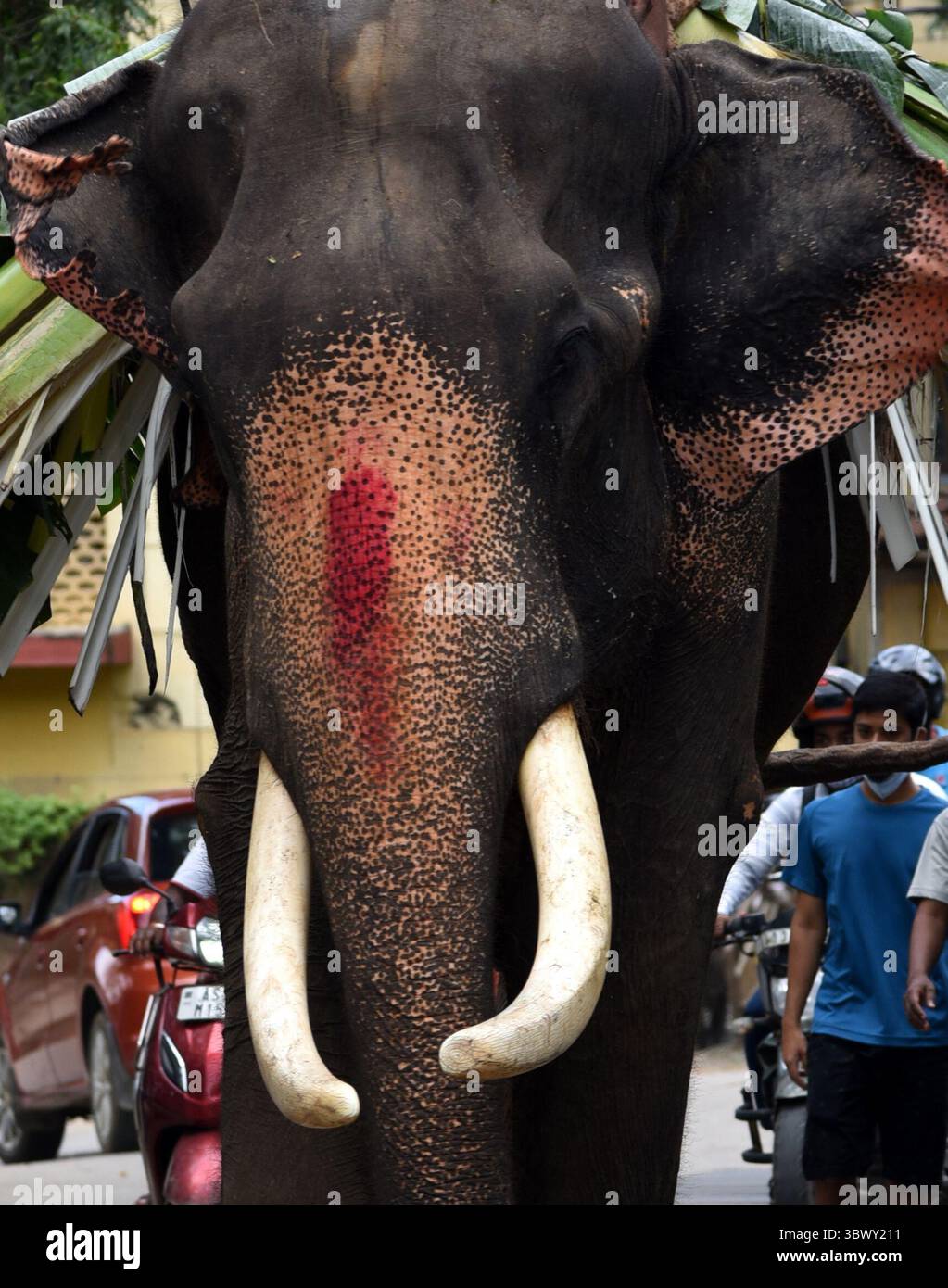 July 28, 2021, Guwahati, Guwahati, India: A elephant wades through the ...