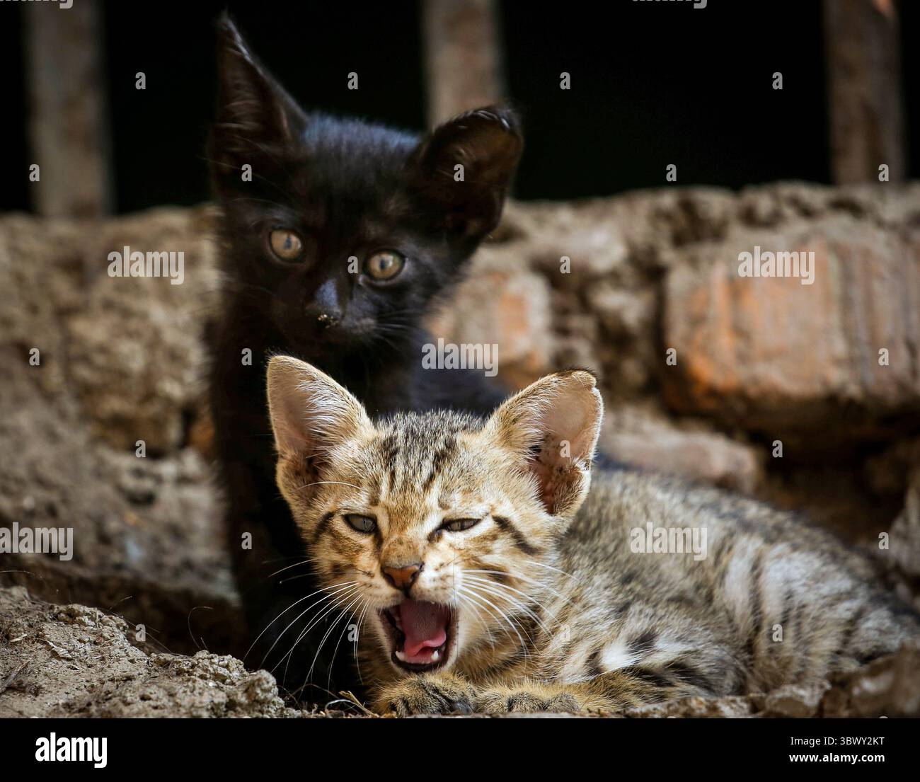 July 29, 2021, Kathmandu, Bagmati, Nepal: Kittens are seen at rooftop ...