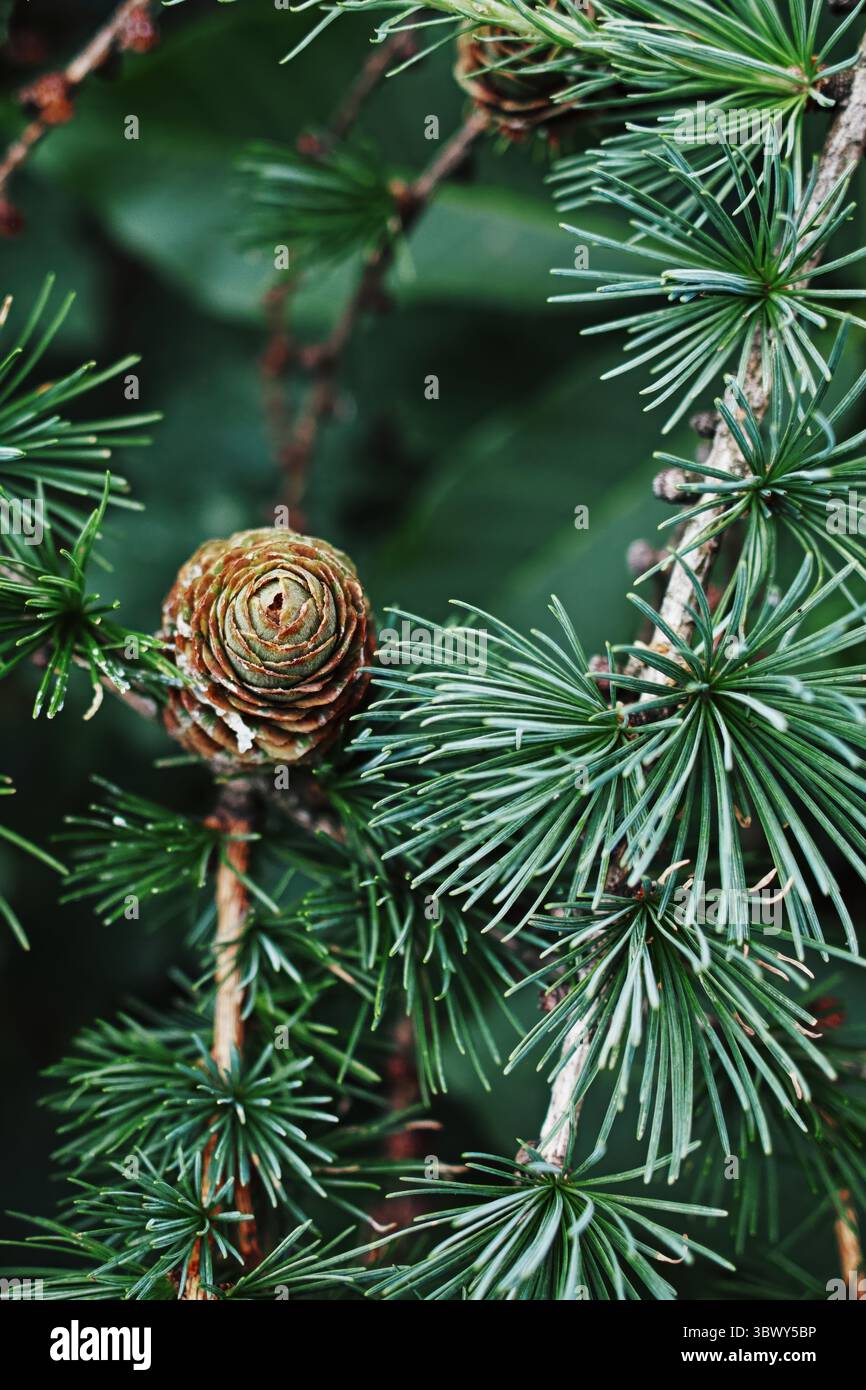Pine tree with a cone on top. The cone is brown and has a spiral shape ...