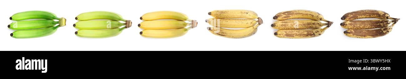 Banana fruits of different ripening stages on white background, set ...