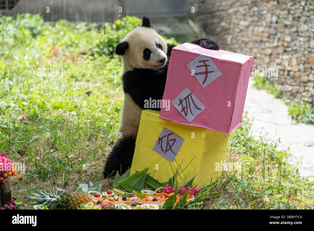 (250717) -- CHENGDU, July 17, 2025 (Xinhua) -- A cub of giant panda ...