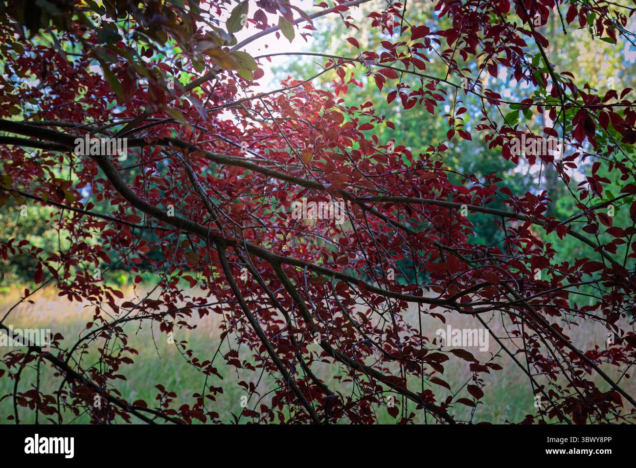 Woodland Scenes from Bedworth Sloughs, Warwickshire, July 2024 Stock ...