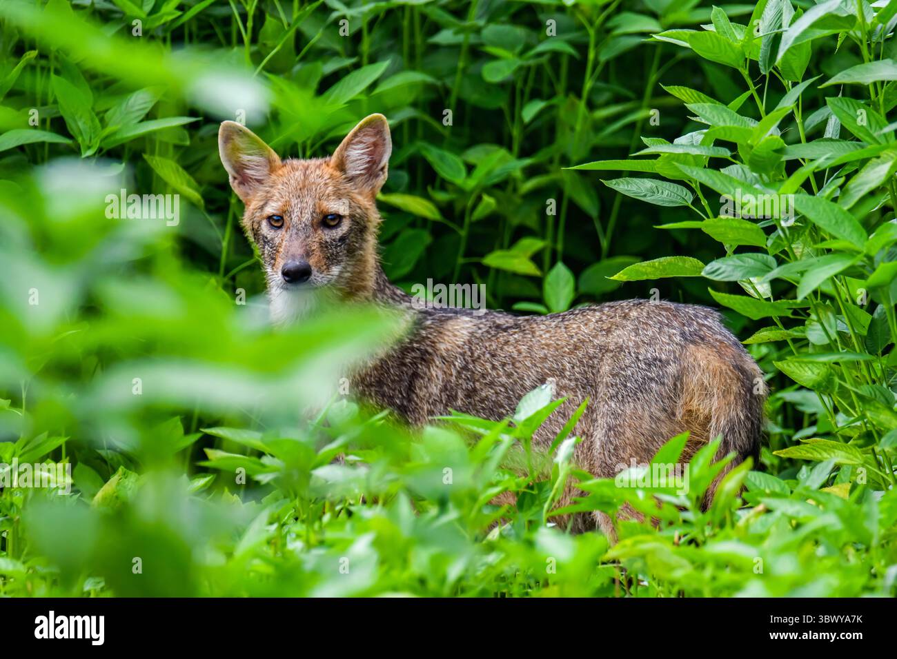 July 26, 2021, Munshiganj, Bangladesh: A Golden Jackal standing with in ...