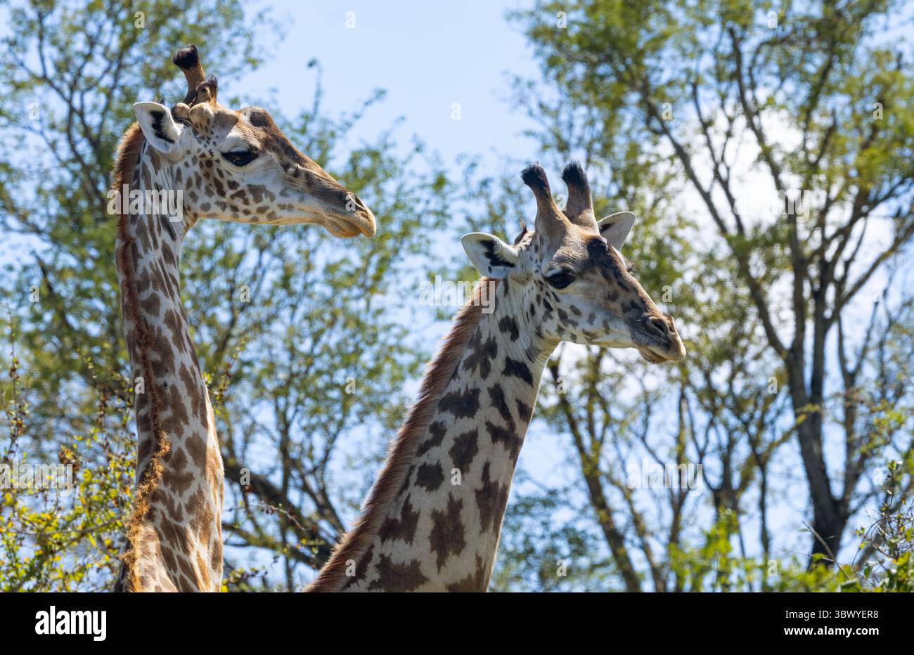 Recent research of the genome now shows us that there are four distinct ...