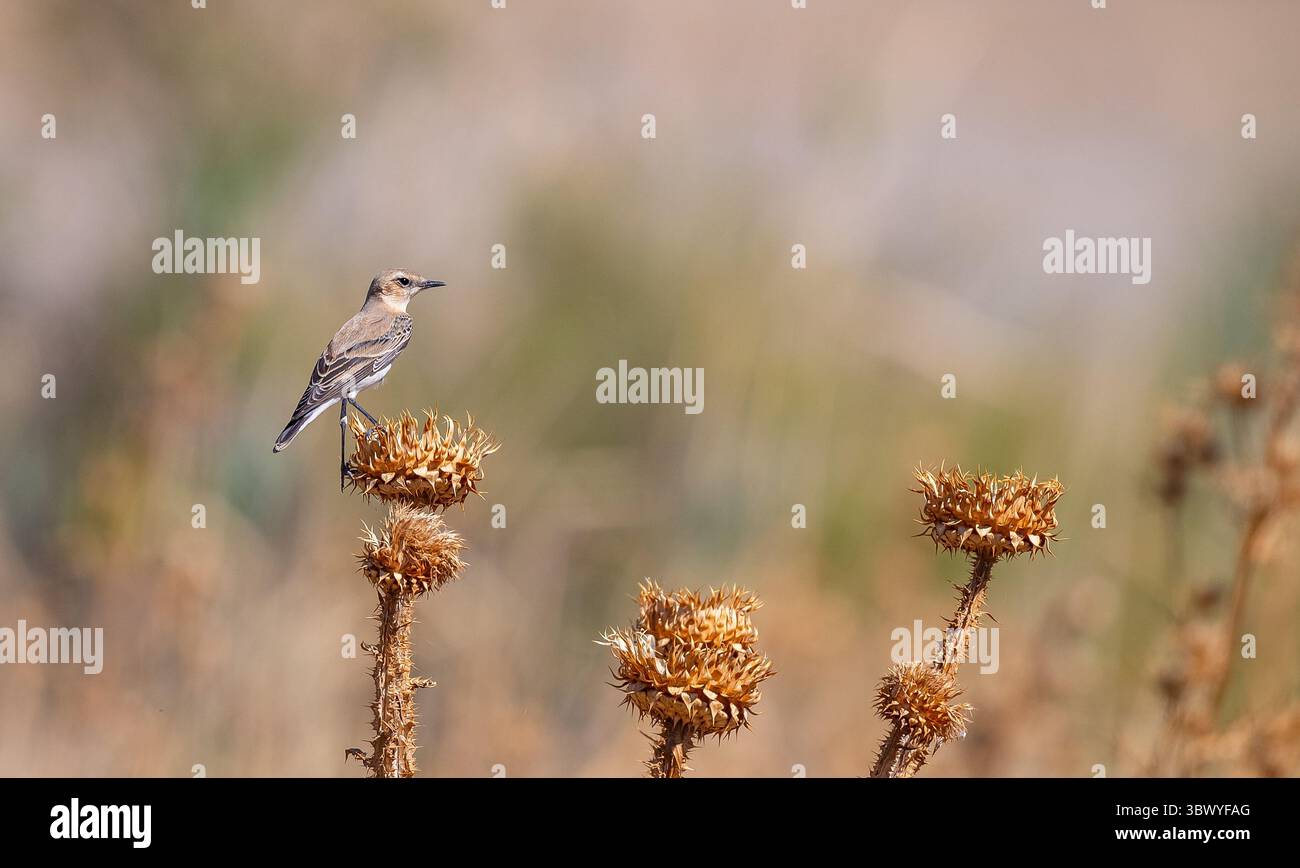 Northern Wheatear (Oenanthe oenanthe) is a common songbird in Asia ...
