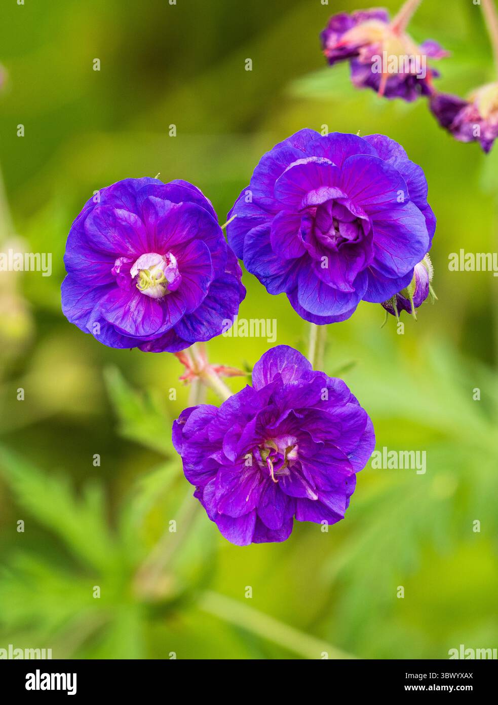 Double flowers of the summer blooming hardy form of the meadow ...
