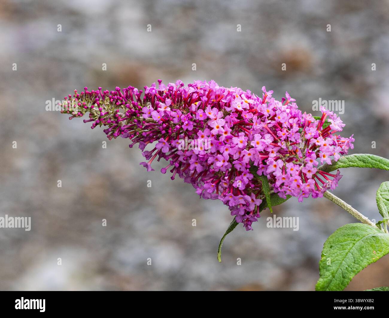Pink flower truss of the pollinator friendly butterfly bush, Buddleja ...