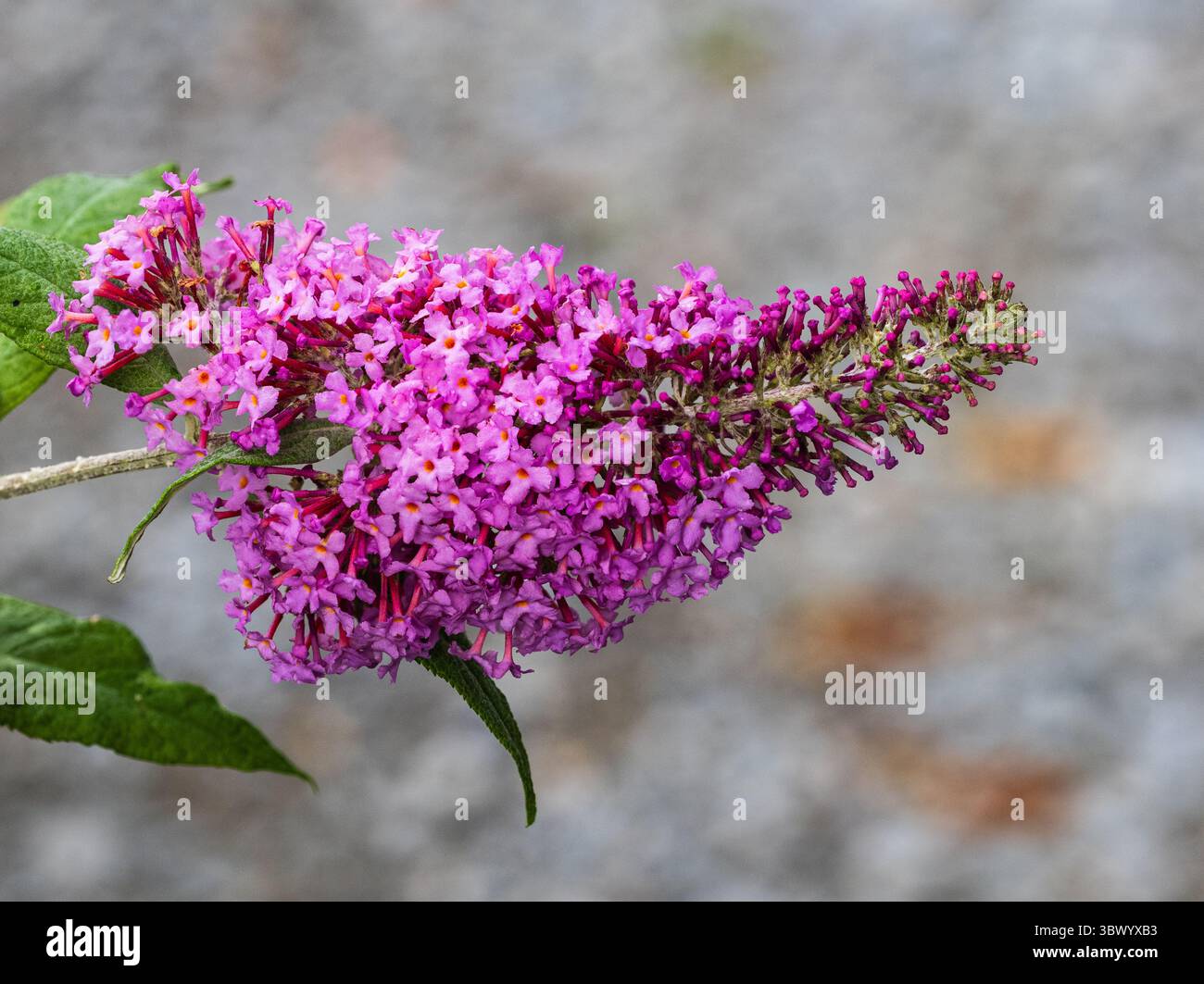 Pink flower truss of the pollinator friendly butterfly bush, Buddleja ...