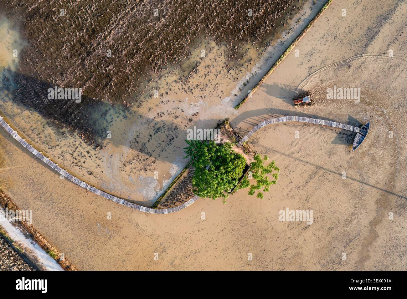 Aerial view of a traditional rice field being plowed in the morning ...