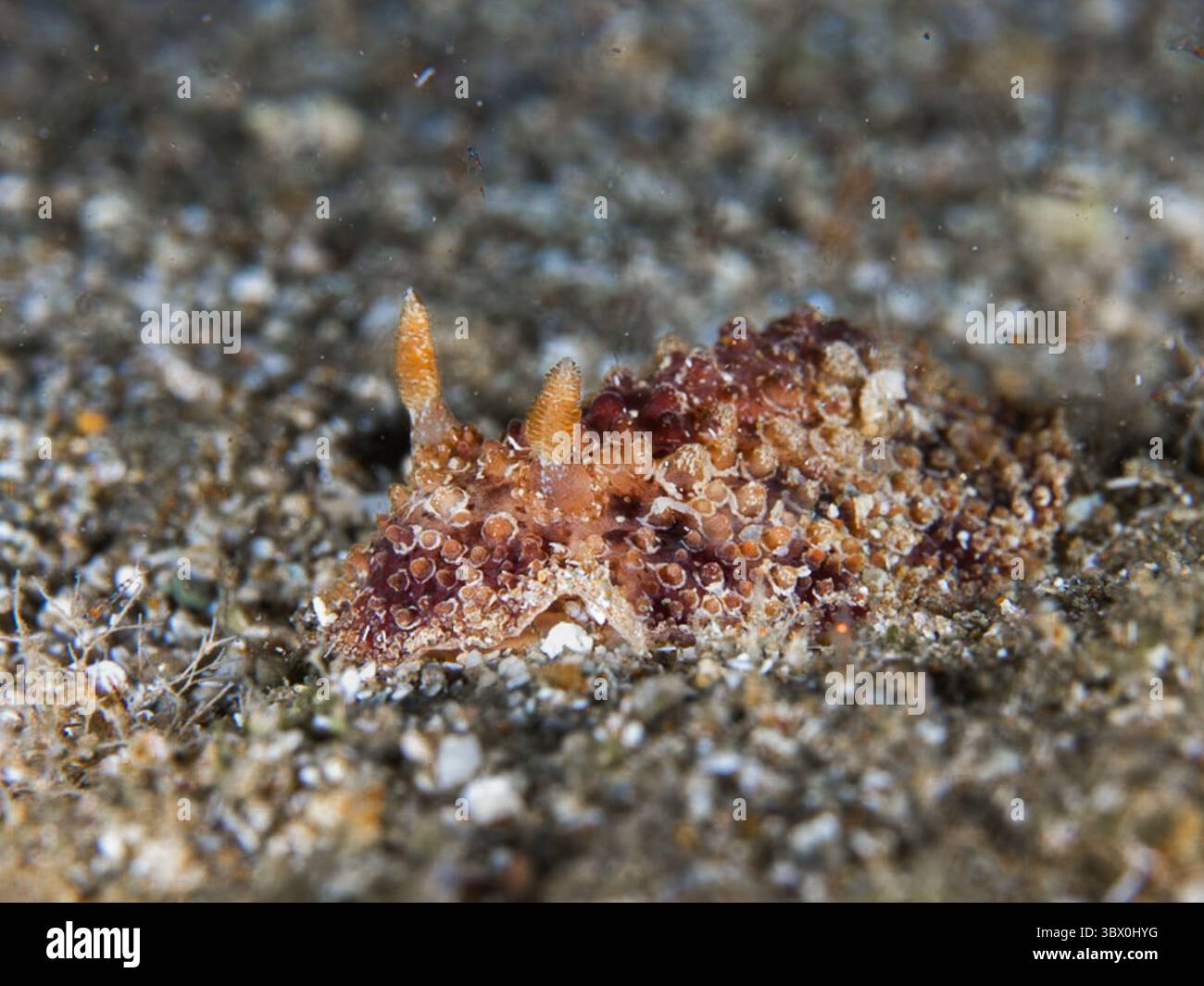 Nudibranch Carminodoris grandiflora Stock Photo - Alamy