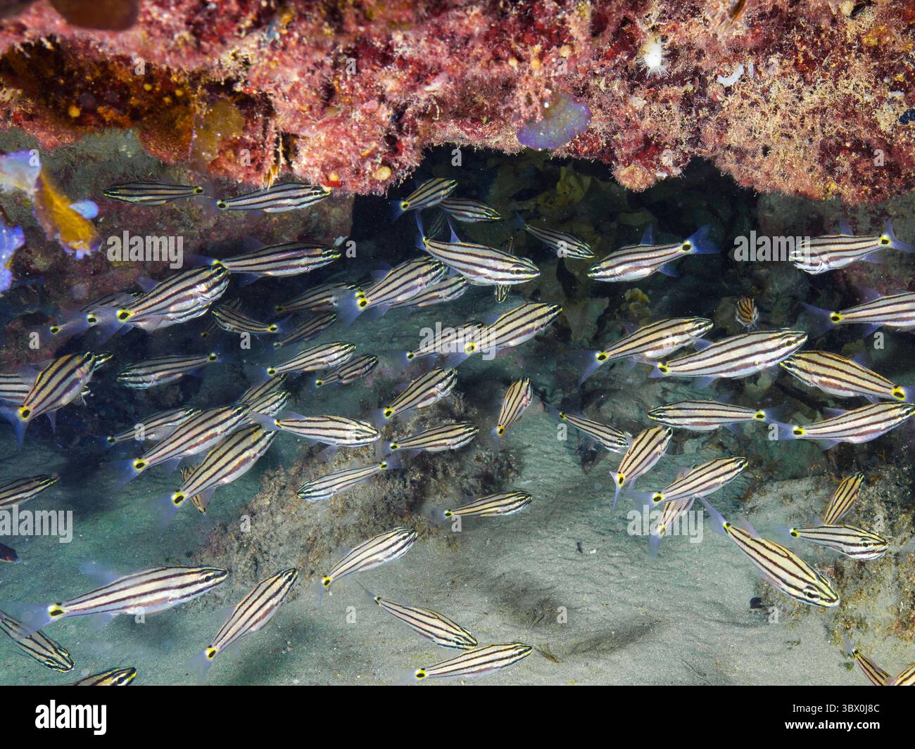 Cardinal fish young hi-res stock photography and images - Alamy