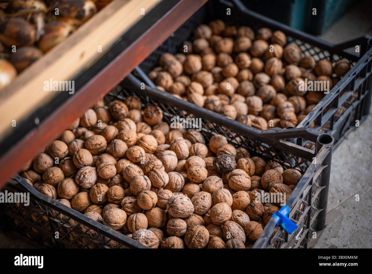Walnuts for export hi-res stock photography and images - Alamy