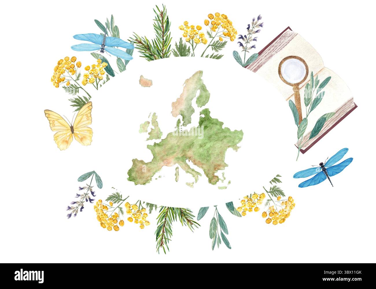 Europe map framed by a botanical wreath with sage, tansy, fir ...