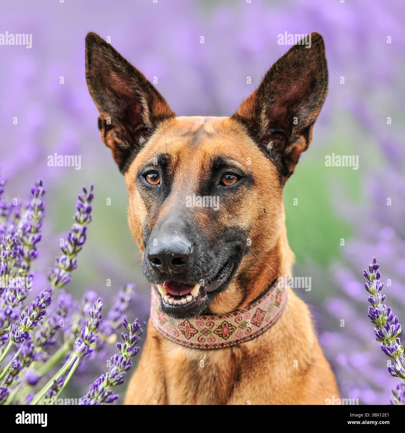 Malinois head hi-res stock photography and images - Alamy