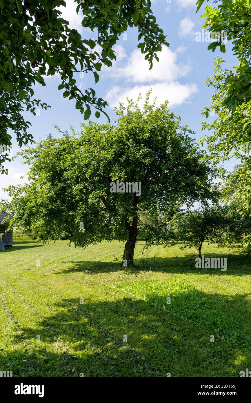 Apple tree stands prominently hi-res stock photography and images - Alamy