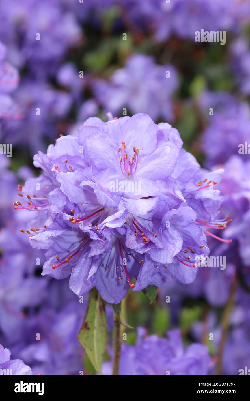 Dwarf evergreen azalea hi-res stock photography and images - Alamy