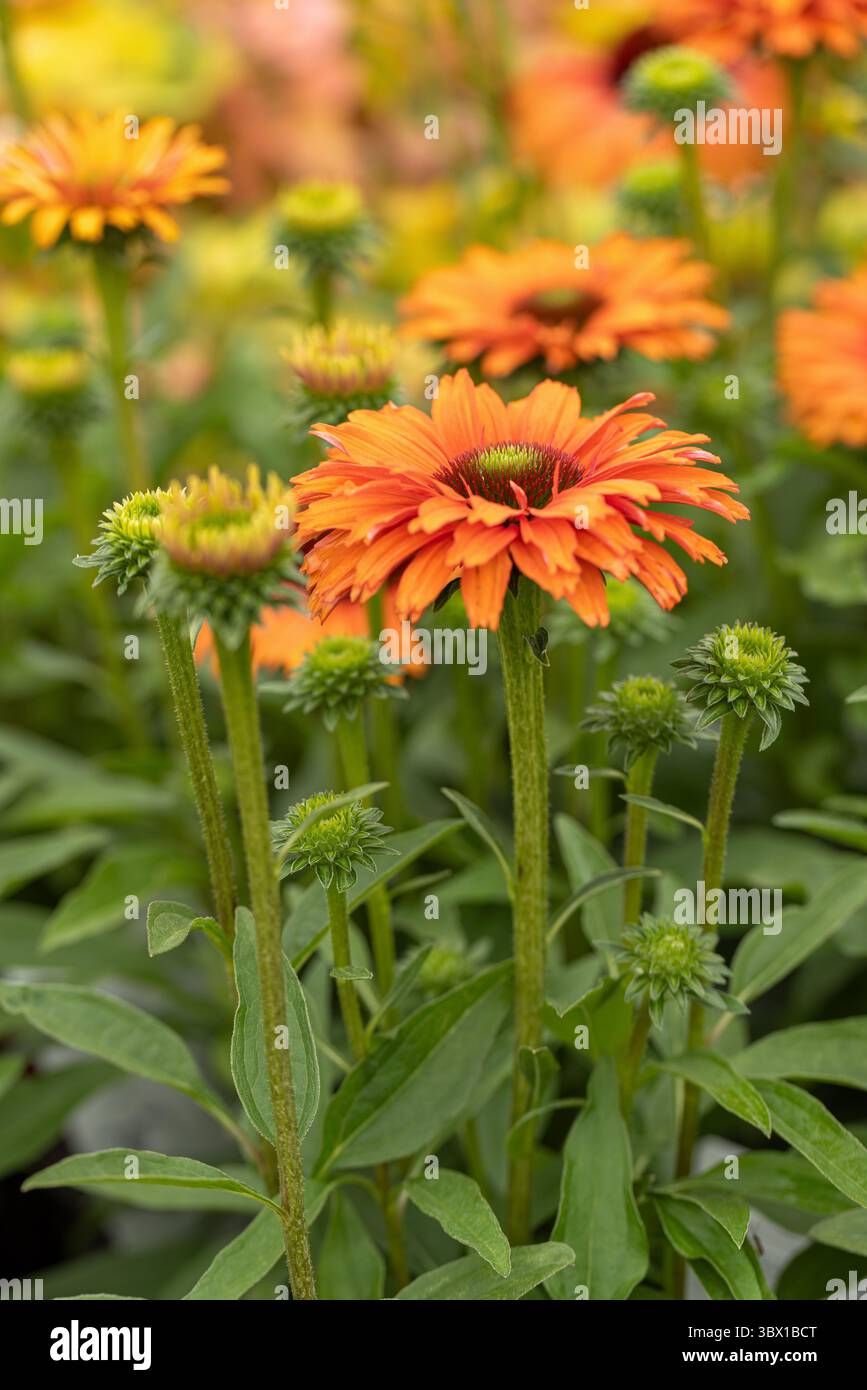 Sunseekers mineola hi-res stock photography and images - Alamy