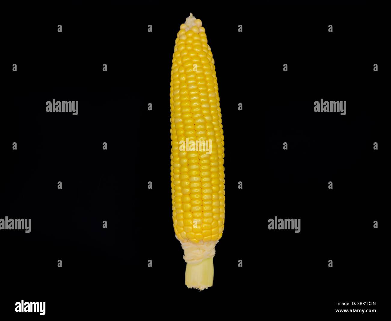 A yellow corn stalk with a green stem white background, copy space ...