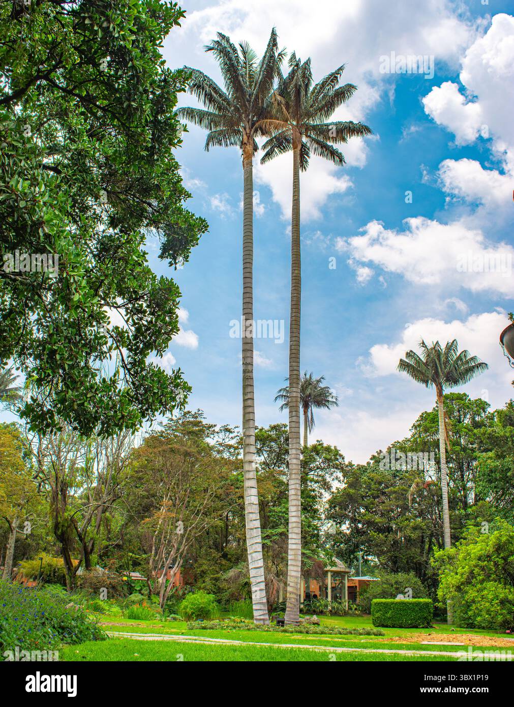 Stunning view of towering palm trees in Bogotá Botanical Garden ...