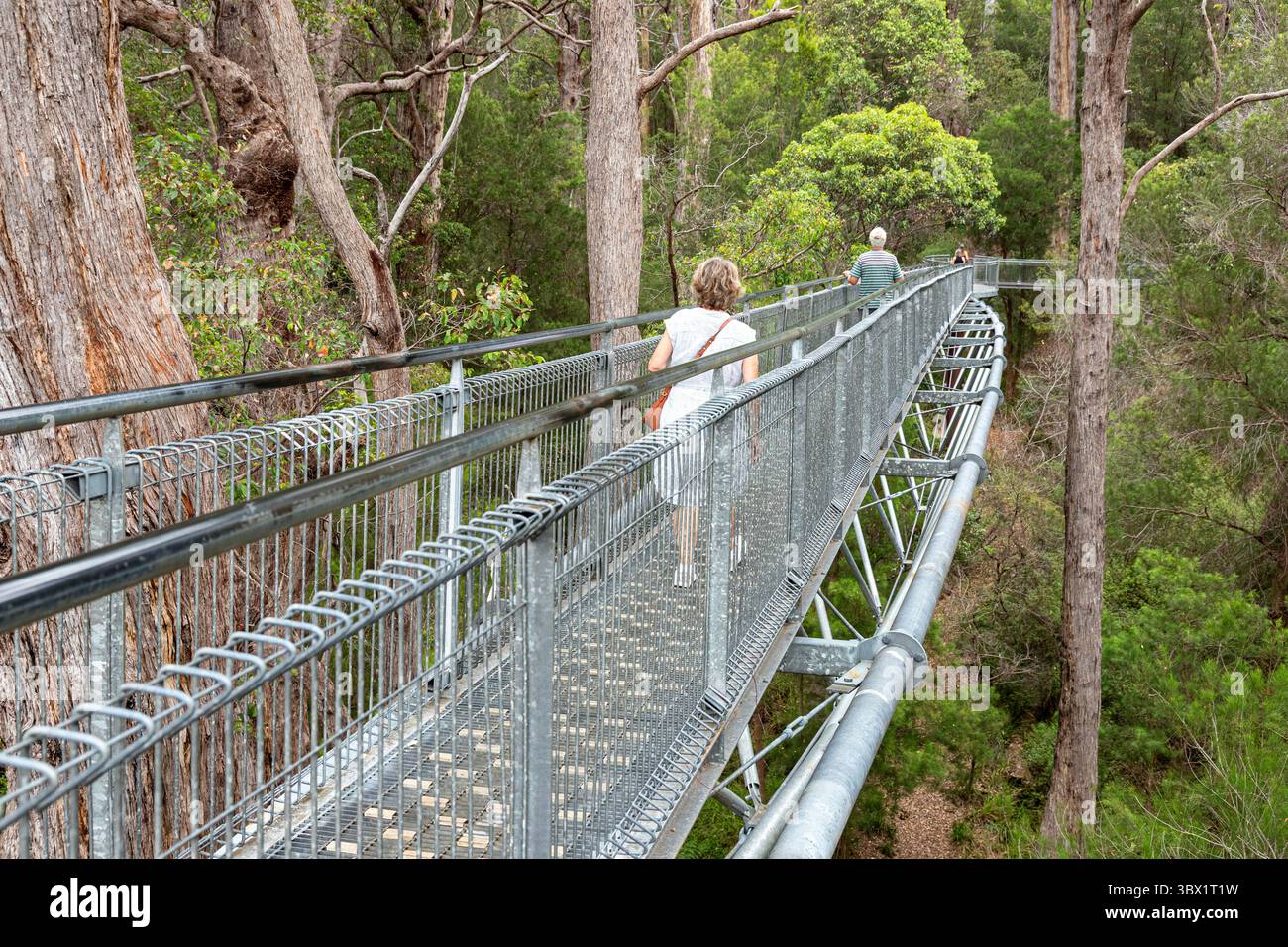 The Valley of the Giants Tree Top Walk at Tingledale in the Walpole ...