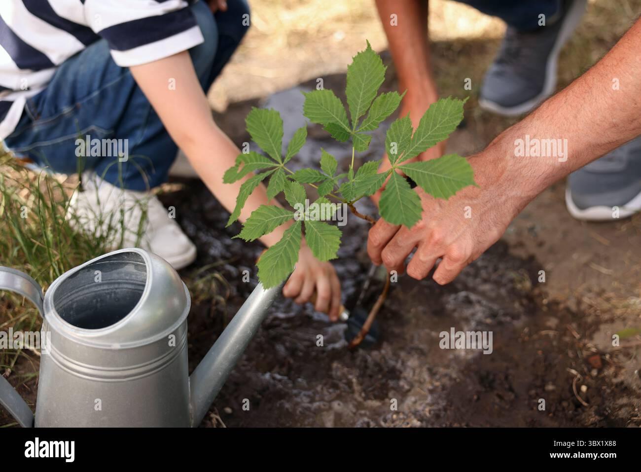 Father and his son planting tree into soil outdoors, closeup Stock ...