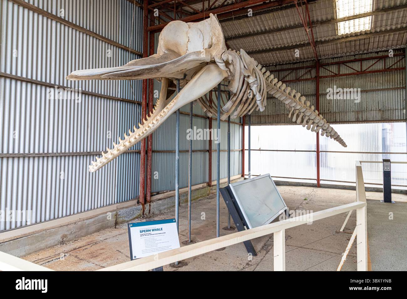 The skeleton of a sperm whale at Albany's Historic Whaling Station ...