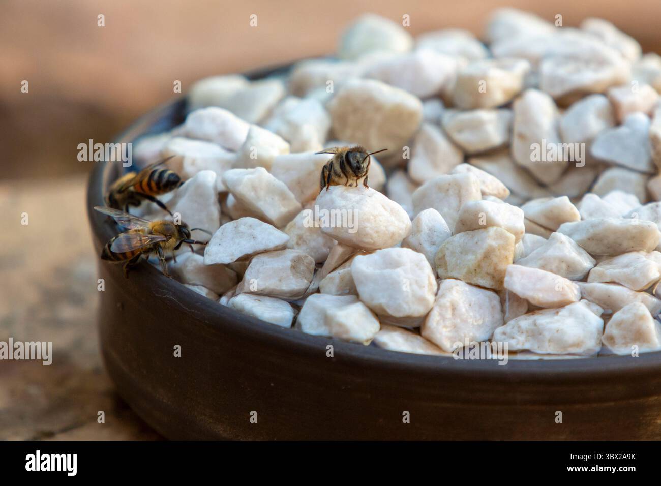 August 18, 2021, Asuncion, Paraguay: Thirsty honey bees sip water from a DIY bee waterer in the ...