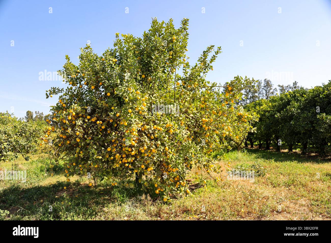 Lemon tree in western Cape orchard, fruits in the sunlight. South ...