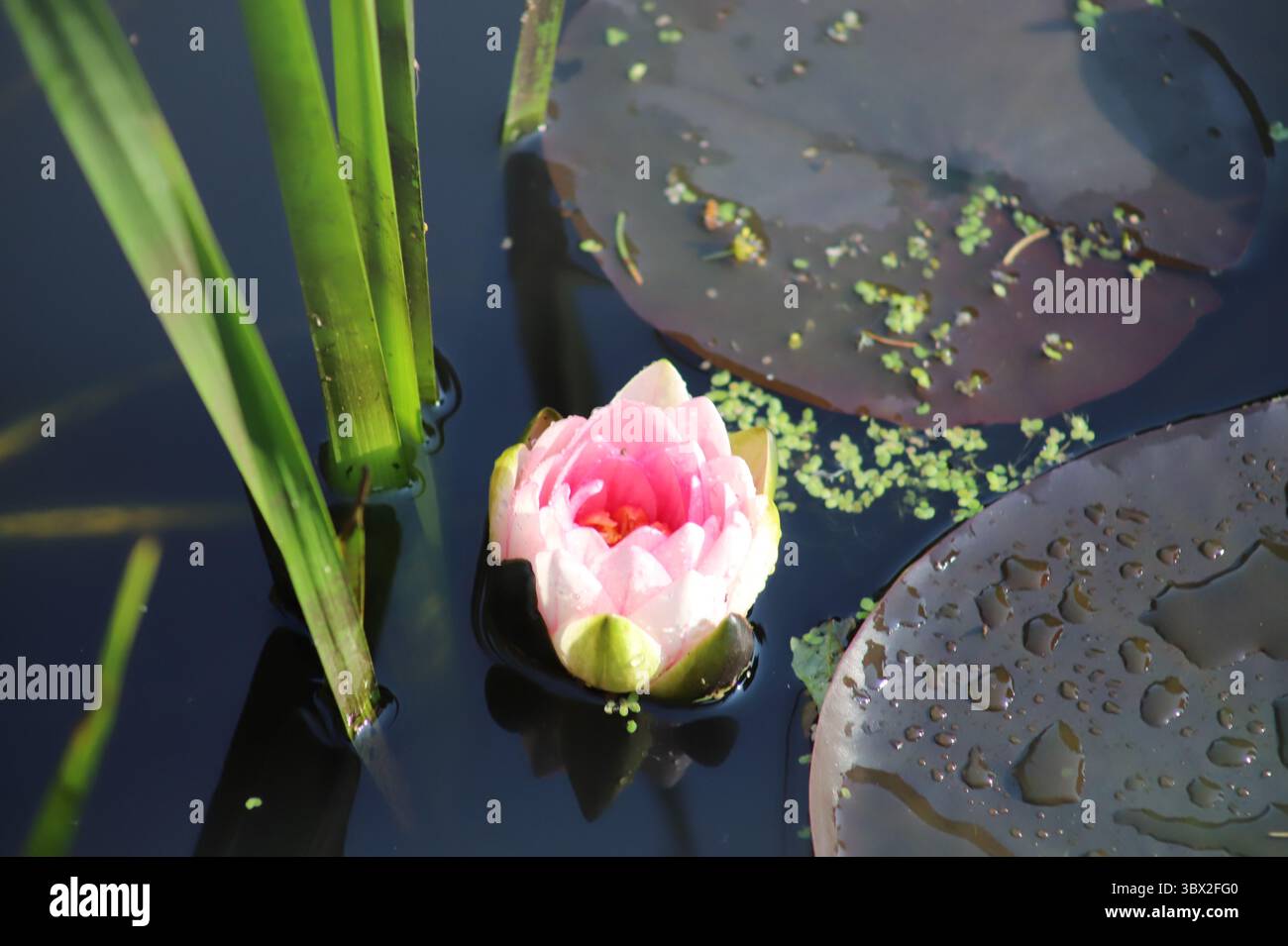Stages of lotus flower hi-res stock photography and images - Alamy